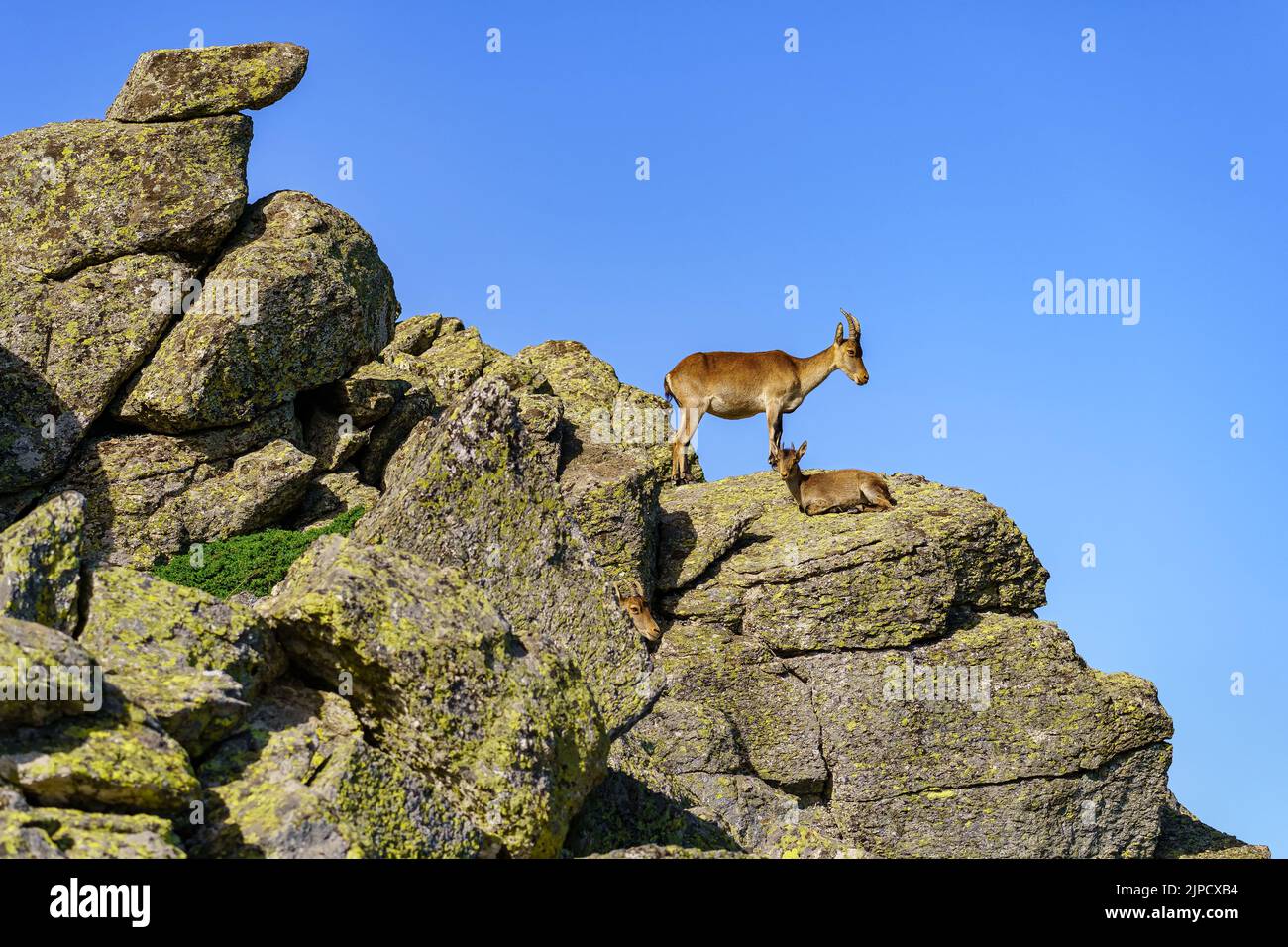 Fauna hispana -Fotos und -Bildmaterial in hoher Auflösung – Alamy