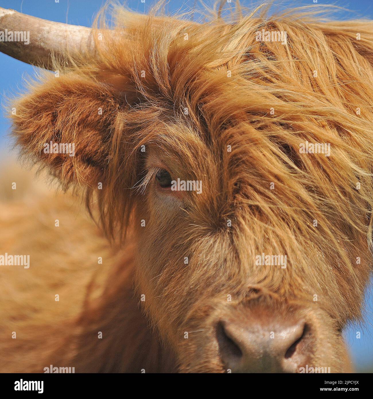 Hairy bull -Fotos und -Bildmaterial in hoher Auflösung – Alamy