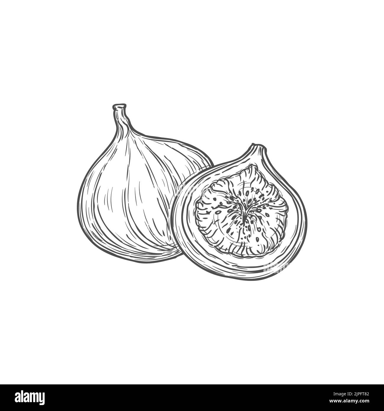 Gemeiner feigenficus carica Stock-Vektorgrafiken kaufen - Alamy