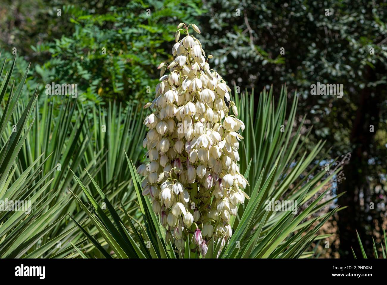 Yucca gigantea (Yucca elephantipes, Yucca guatemalensis) ist eine Yucca ...