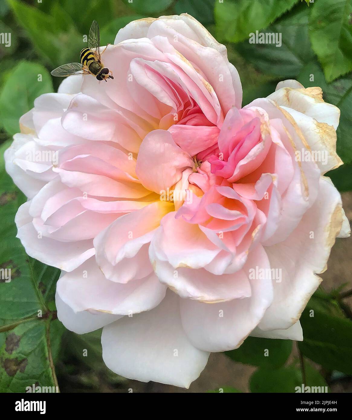 Der neue david austin rose elizabeth 2022 -Fotos und -Bildmaterial in ...