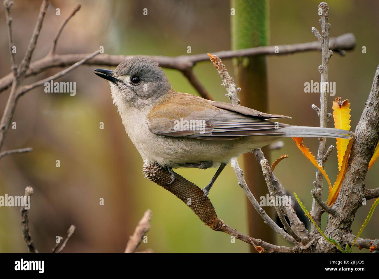 Gemeiner australischer vogel -Fotos und -Bildmaterial in hoher ...