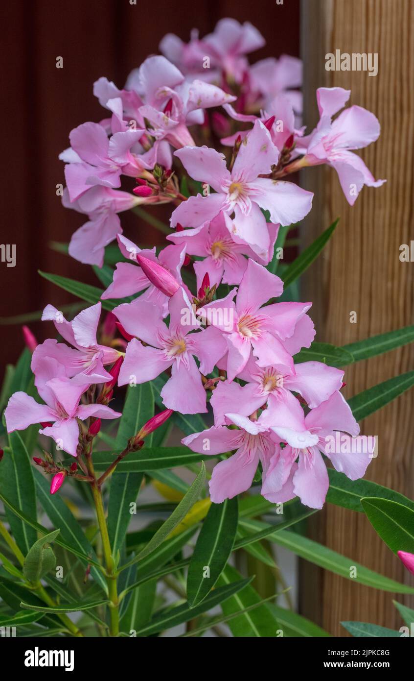 Nerium flavescens -Fotos und -Bildmaterial in hoher Auflösung – Alamy
