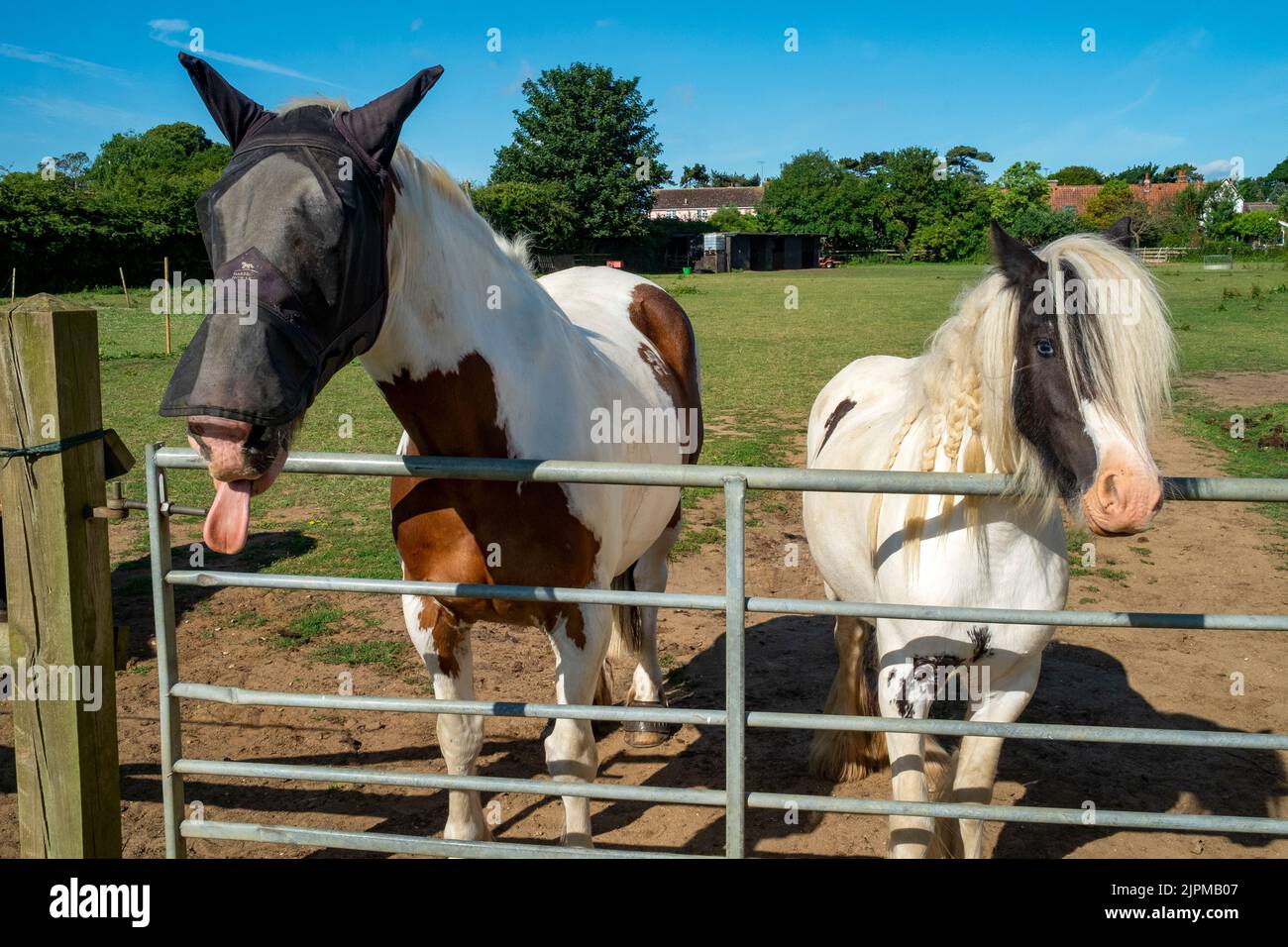 Heiße pferde -Fotos und -Bildmaterial in hoher Auflösung – Alamy