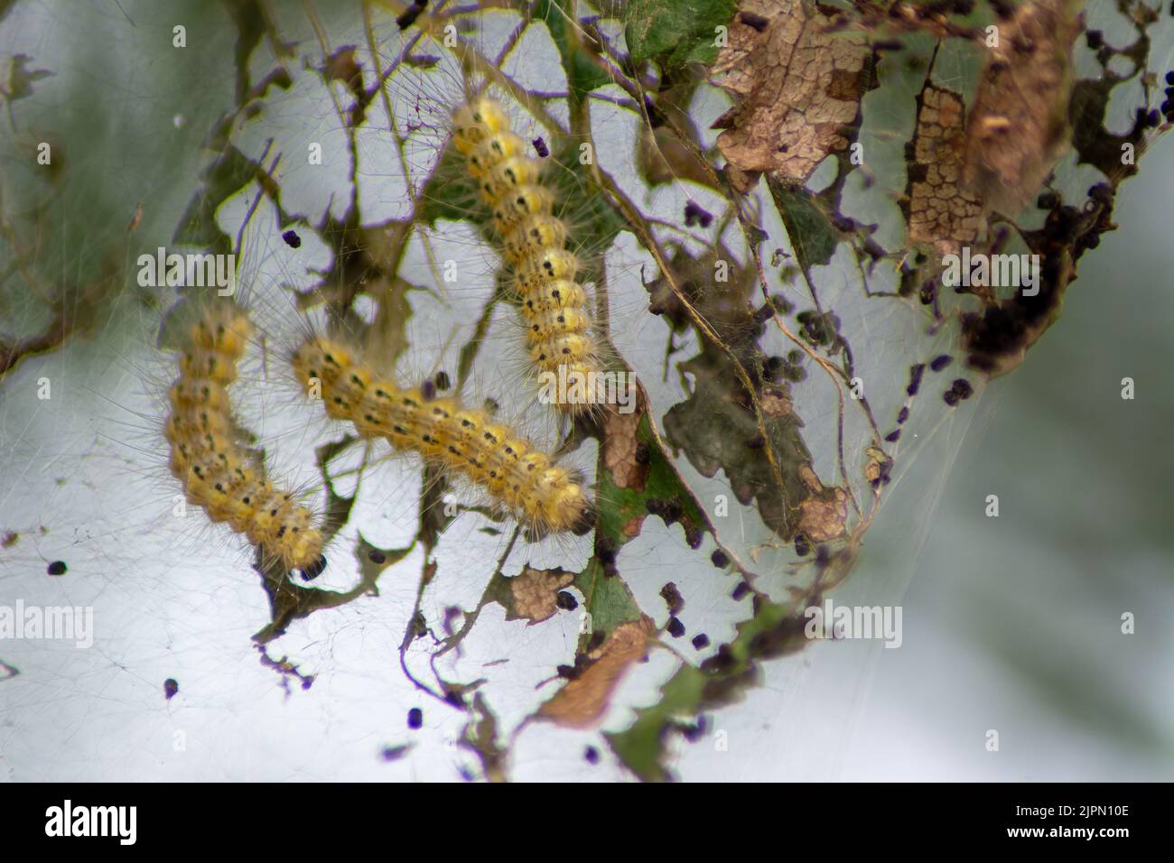 Winzige raupen -Fotos und -Bildmaterial in hoher Auflösung – Alamy