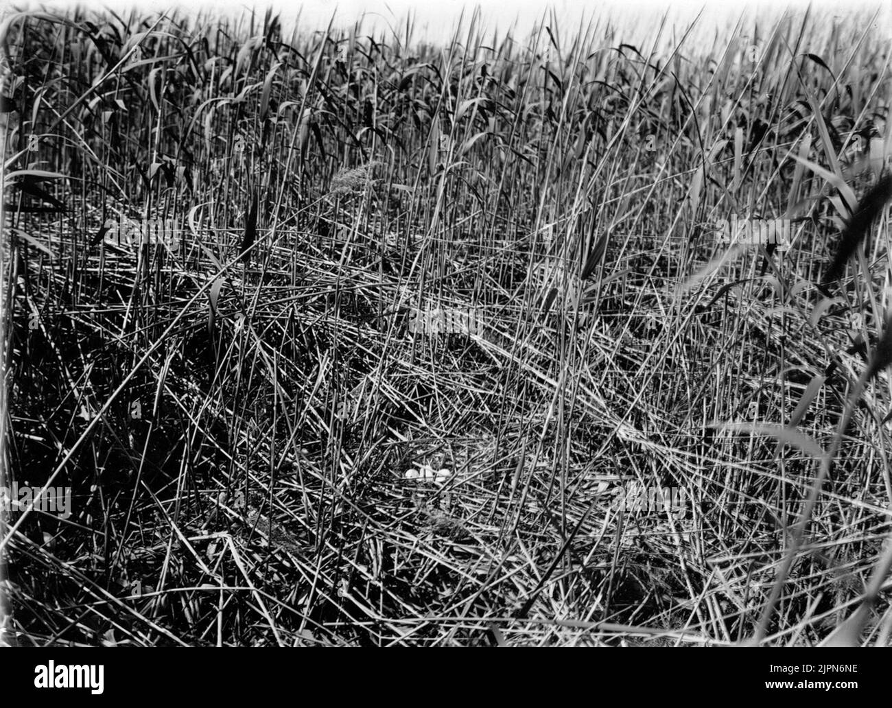 Brauner Sumpf, Zirkus ae. Aeruginosus. Bleiben Sie beim Sumpfhawk Brun ...