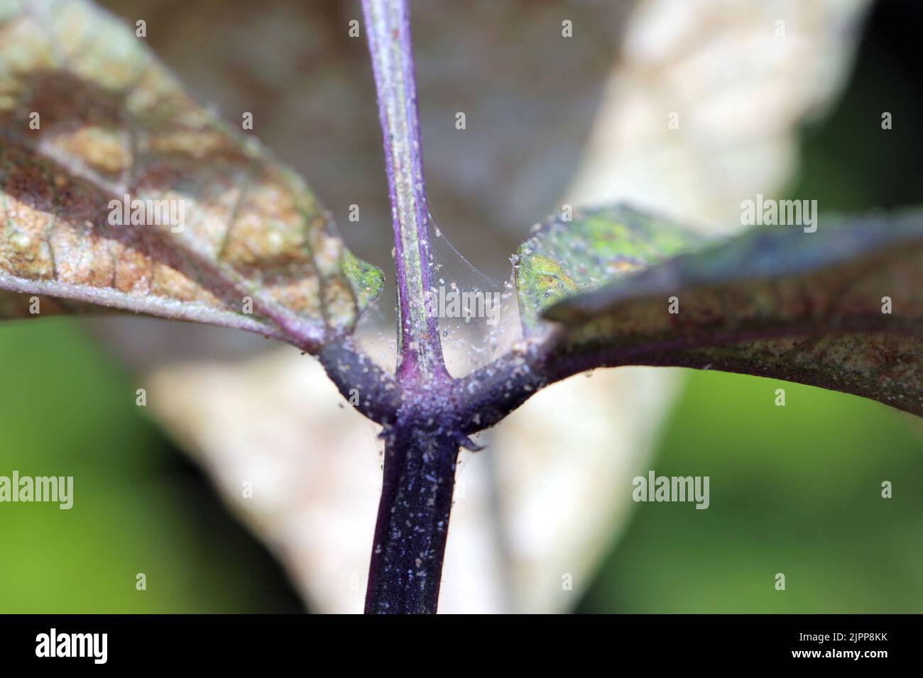Tetranychus urticae (Rotspinnenmilbe oder Zweifleckige Spinnmilbe) ist ...