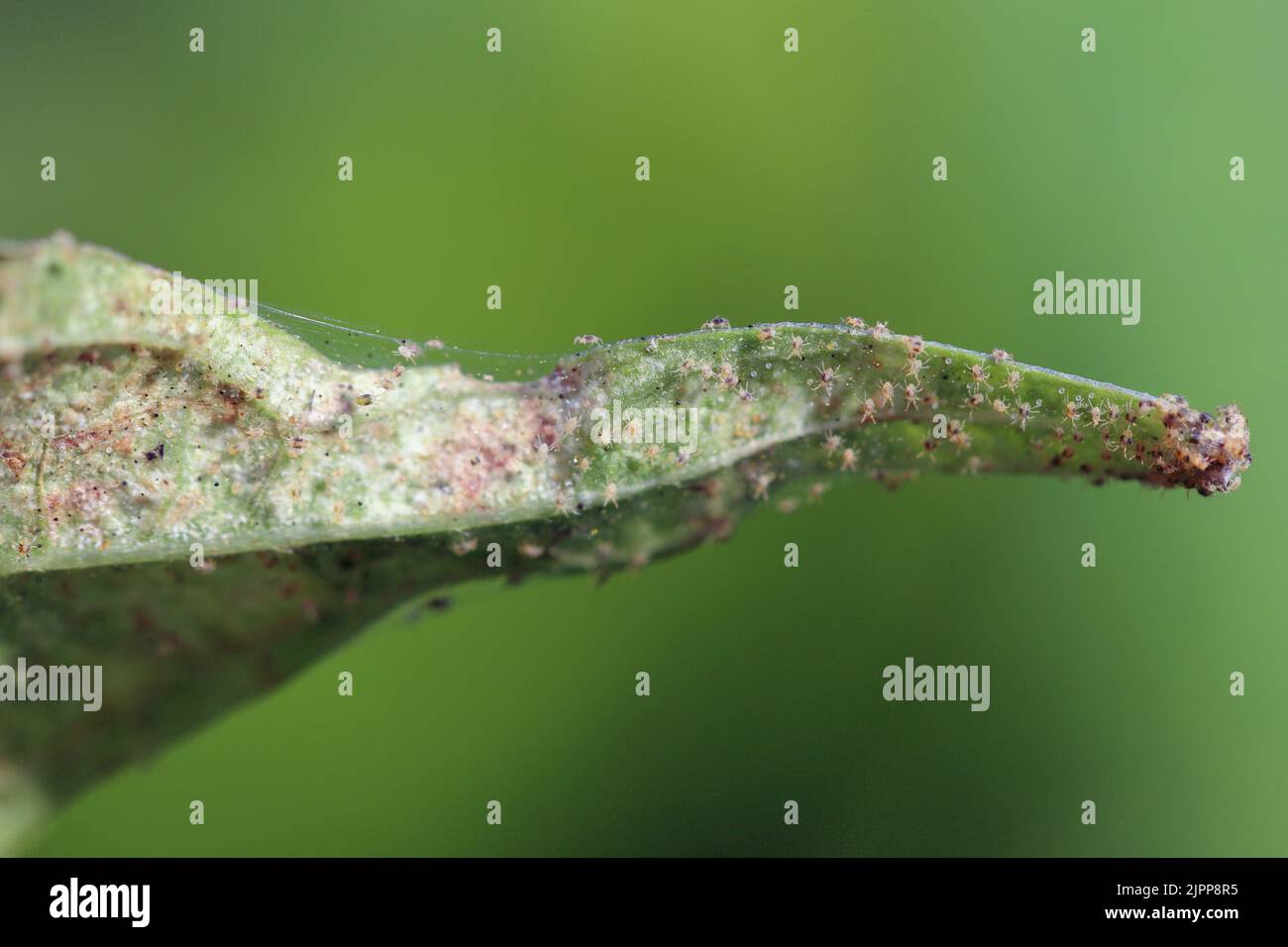 Mite species -Fotos und -Bildmaterial in hoher Auflösung – Alamy