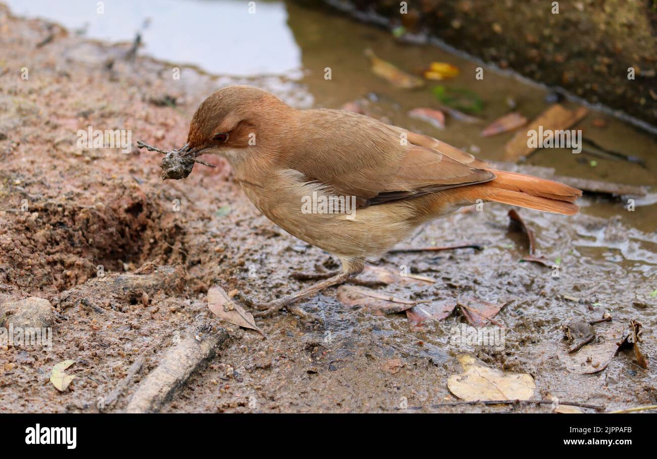 Lago de barro -Fotos und -Bildmaterial in hoher Auflösung – Alamy