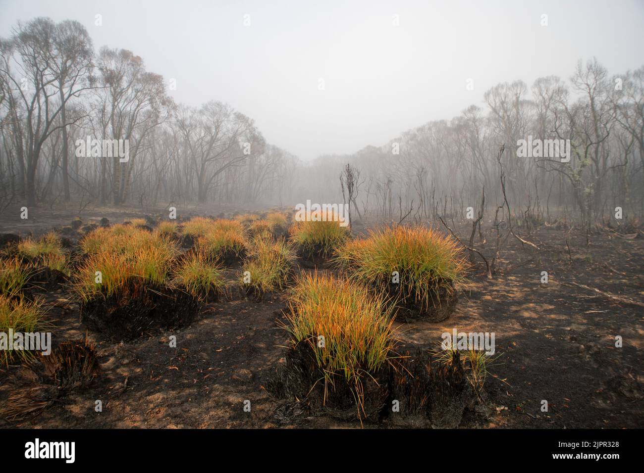 Bunyip state park victoria -Fotos und -Bildmaterial in hoher Auflösung ...