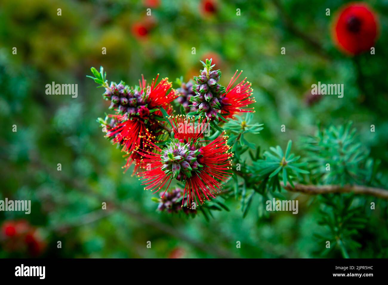 Callistemon baumgarten australien -Fotos und -Bildmaterial in hoher ...