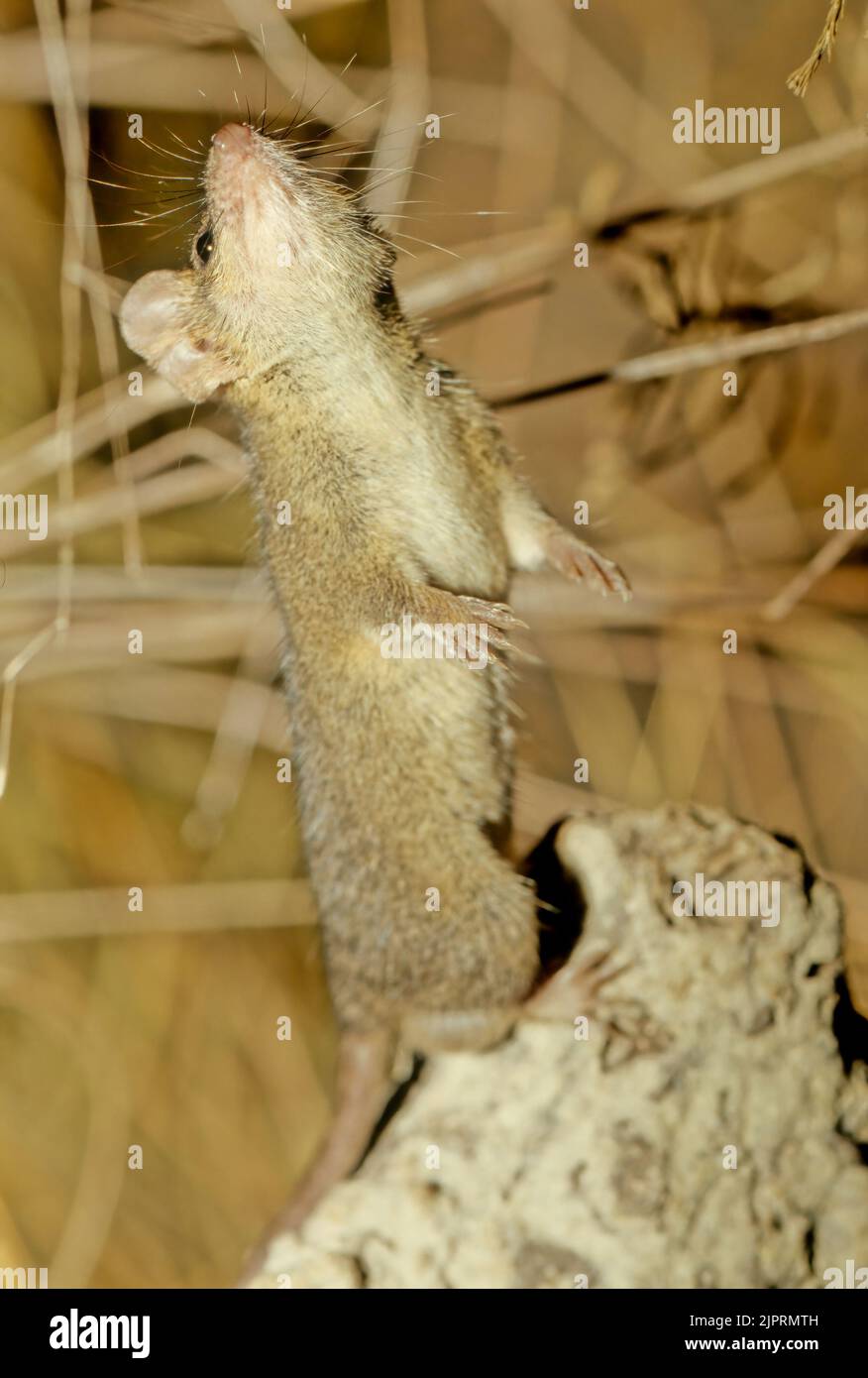 Die gewöhnliche Planigale (planigale maculata), auch bekannt als die ...