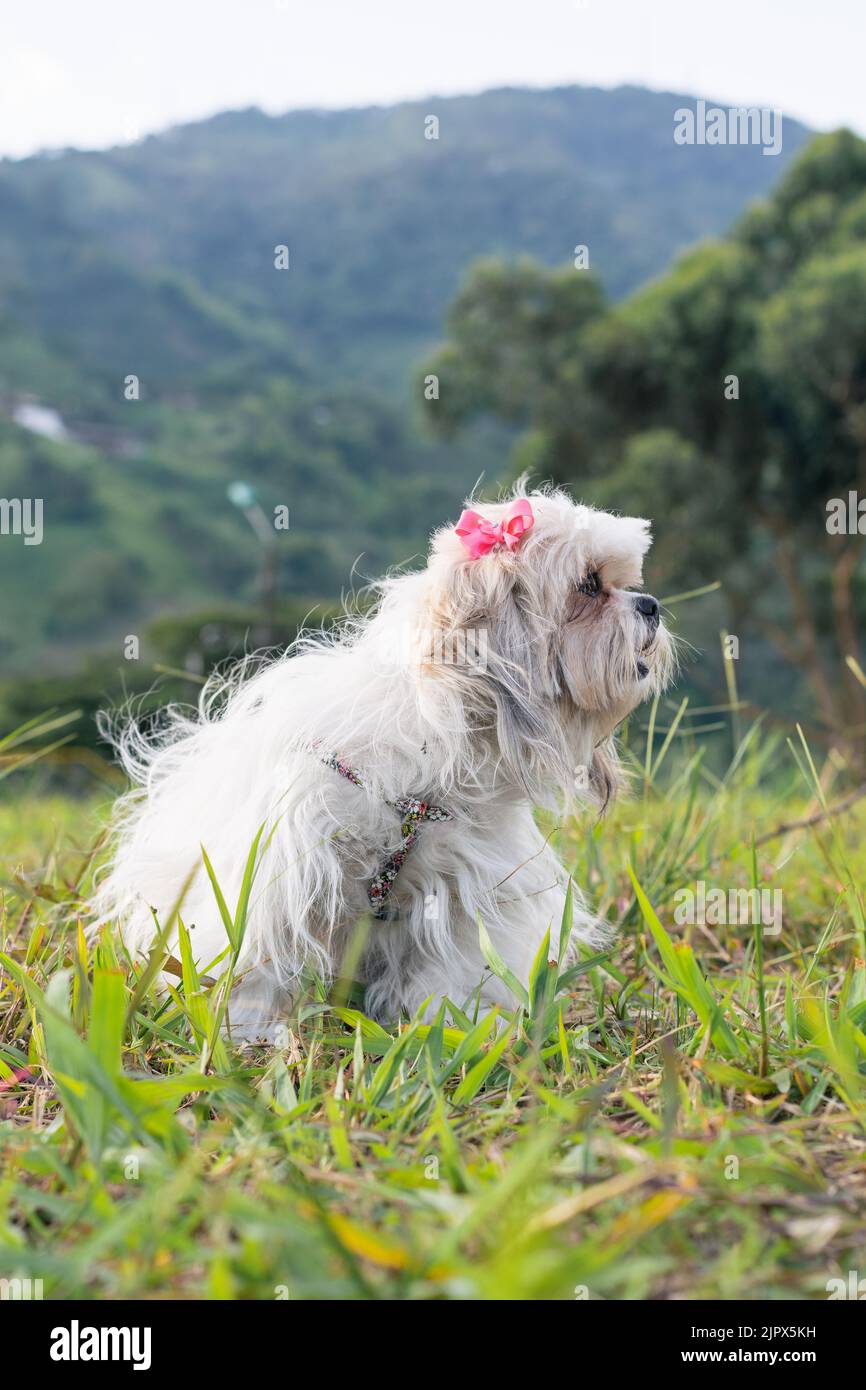 Shih tzu welpe auf gras -Fotos und -Bildmaterial in hoher Auflösung – Alamy