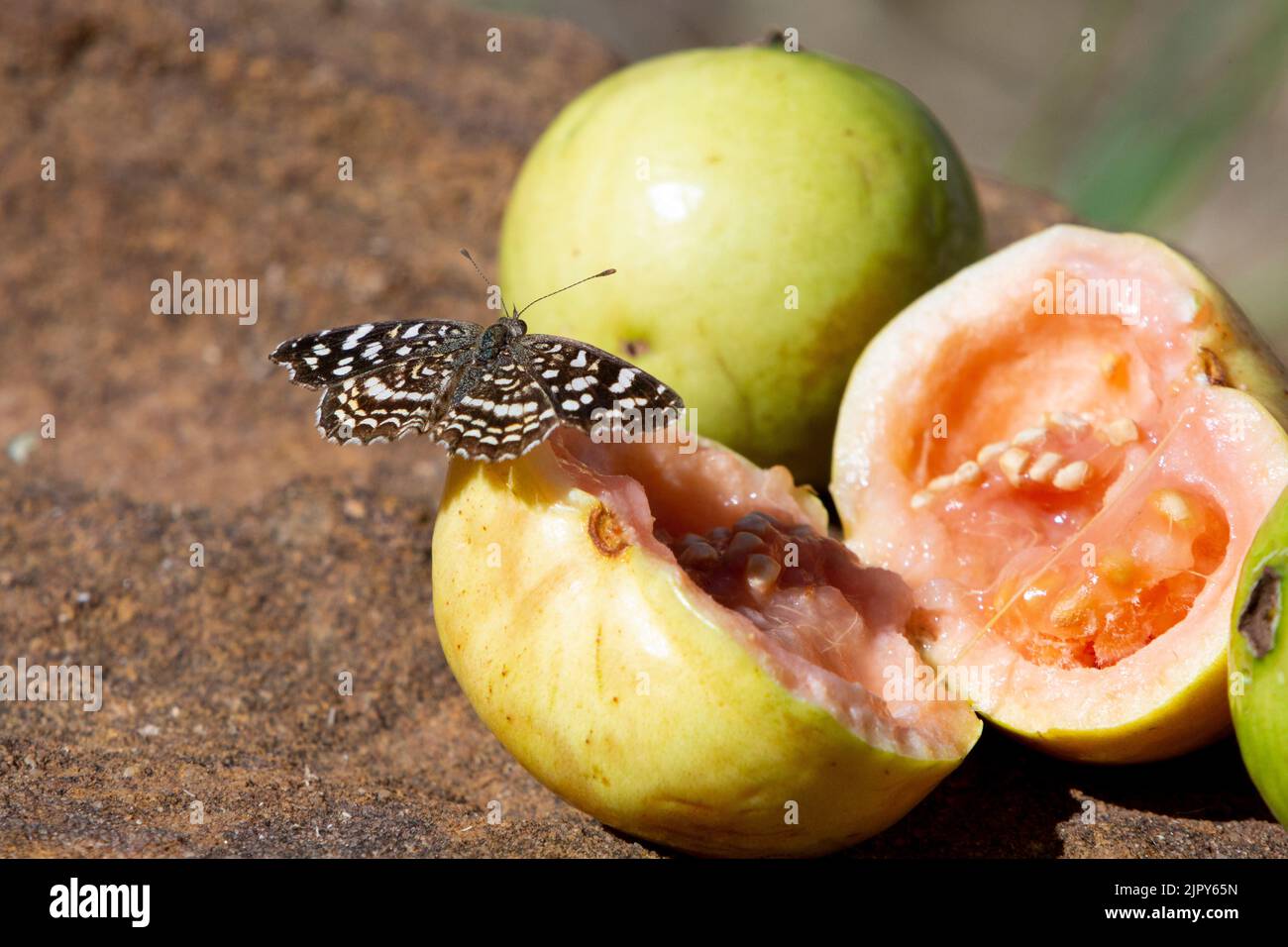 Anthanassa frisia -Fotos und -Bildmaterial in hoher Auflösung – Alamy