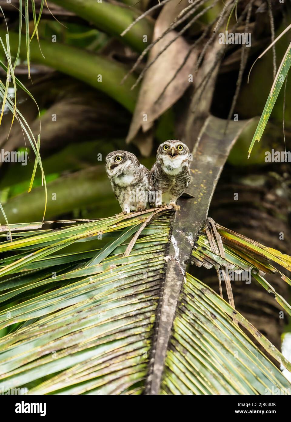 Schönes paar eulen -Fotos und -Bildmaterial in hoher Auflösung – Alamy