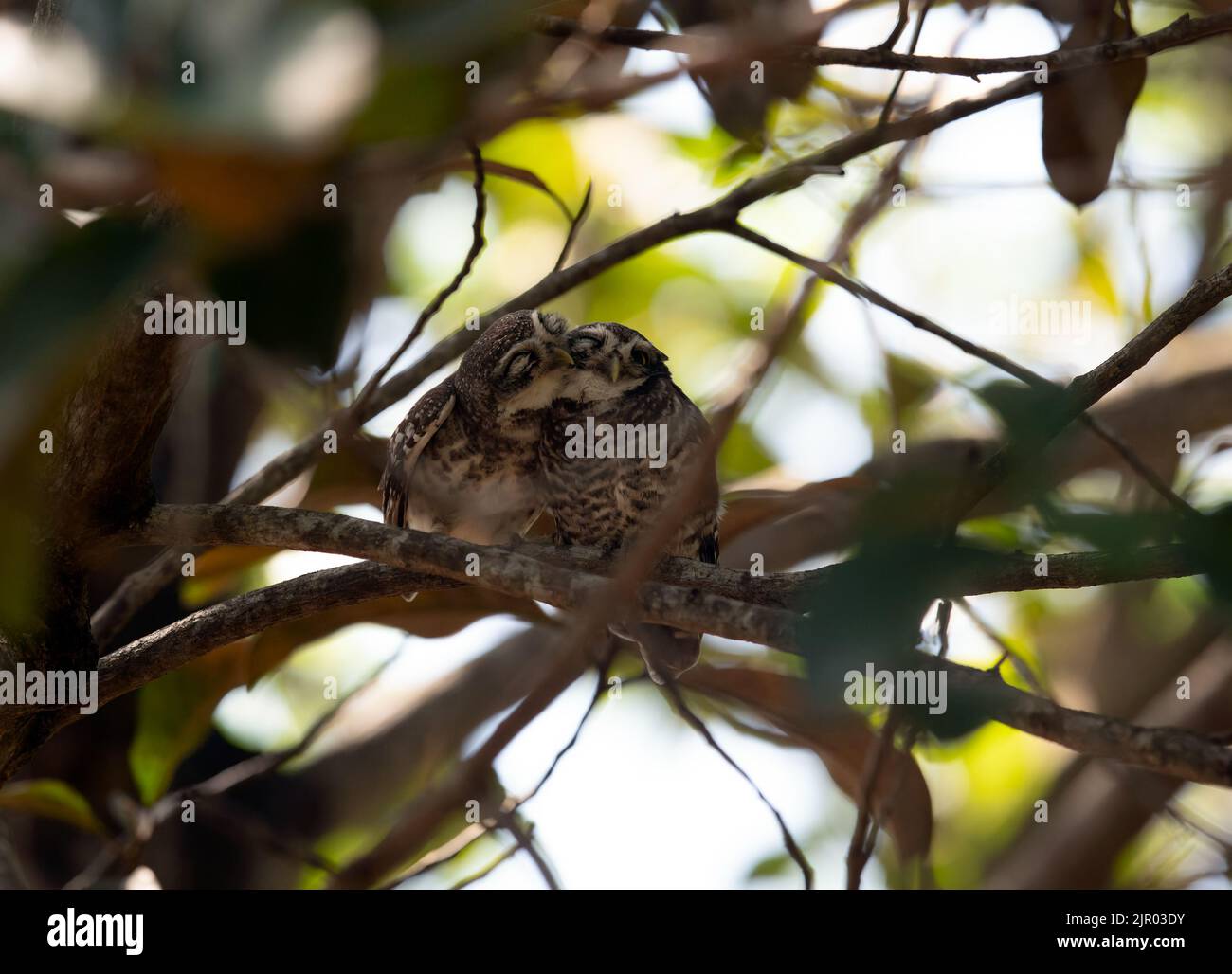 Schönes paar eulen -Fotos und -Bildmaterial in hoher Auflösung – Alamy