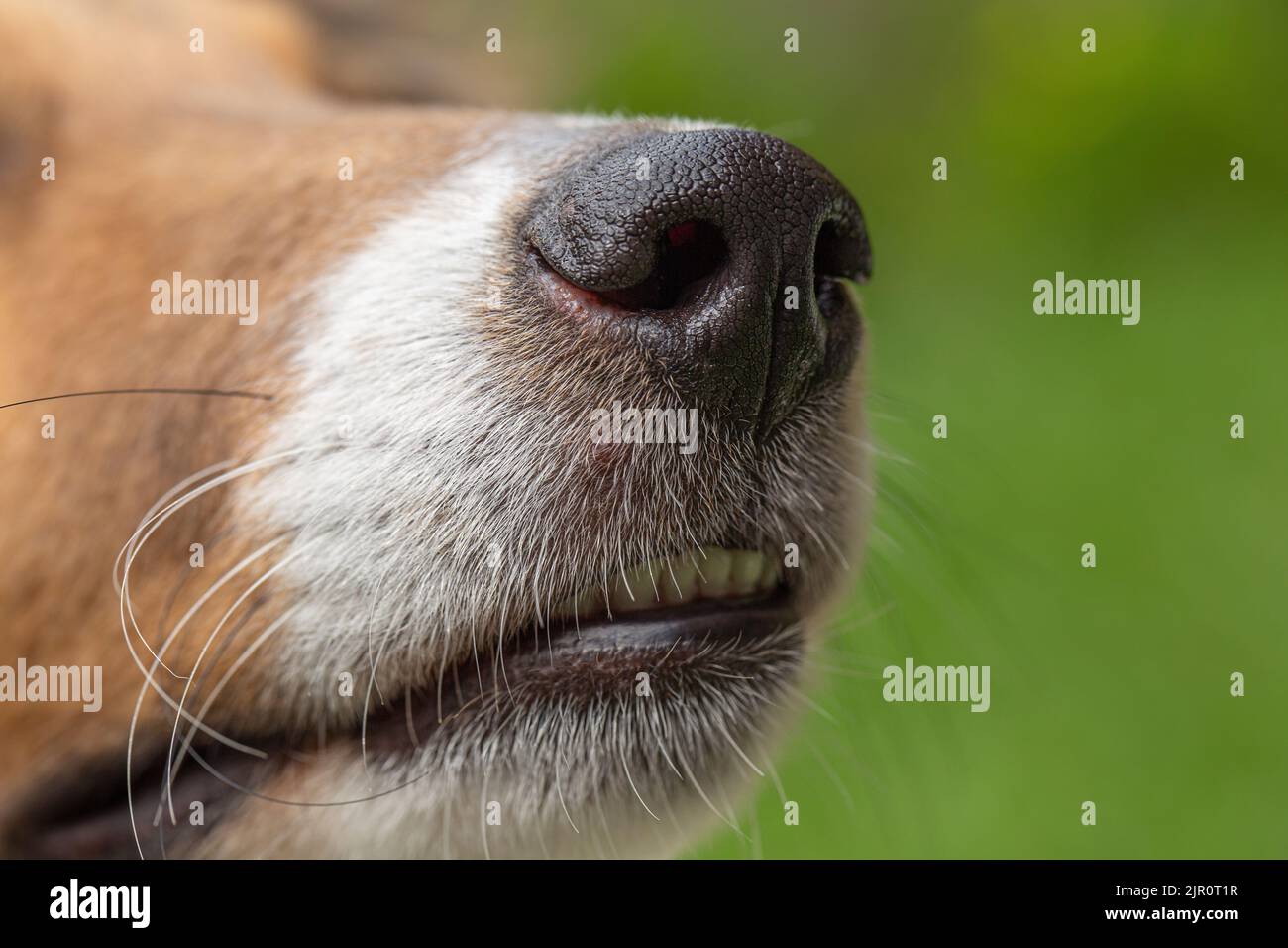 Perfect dog -Fotos und -Bildmaterial in hoher Auflösung – Alamy