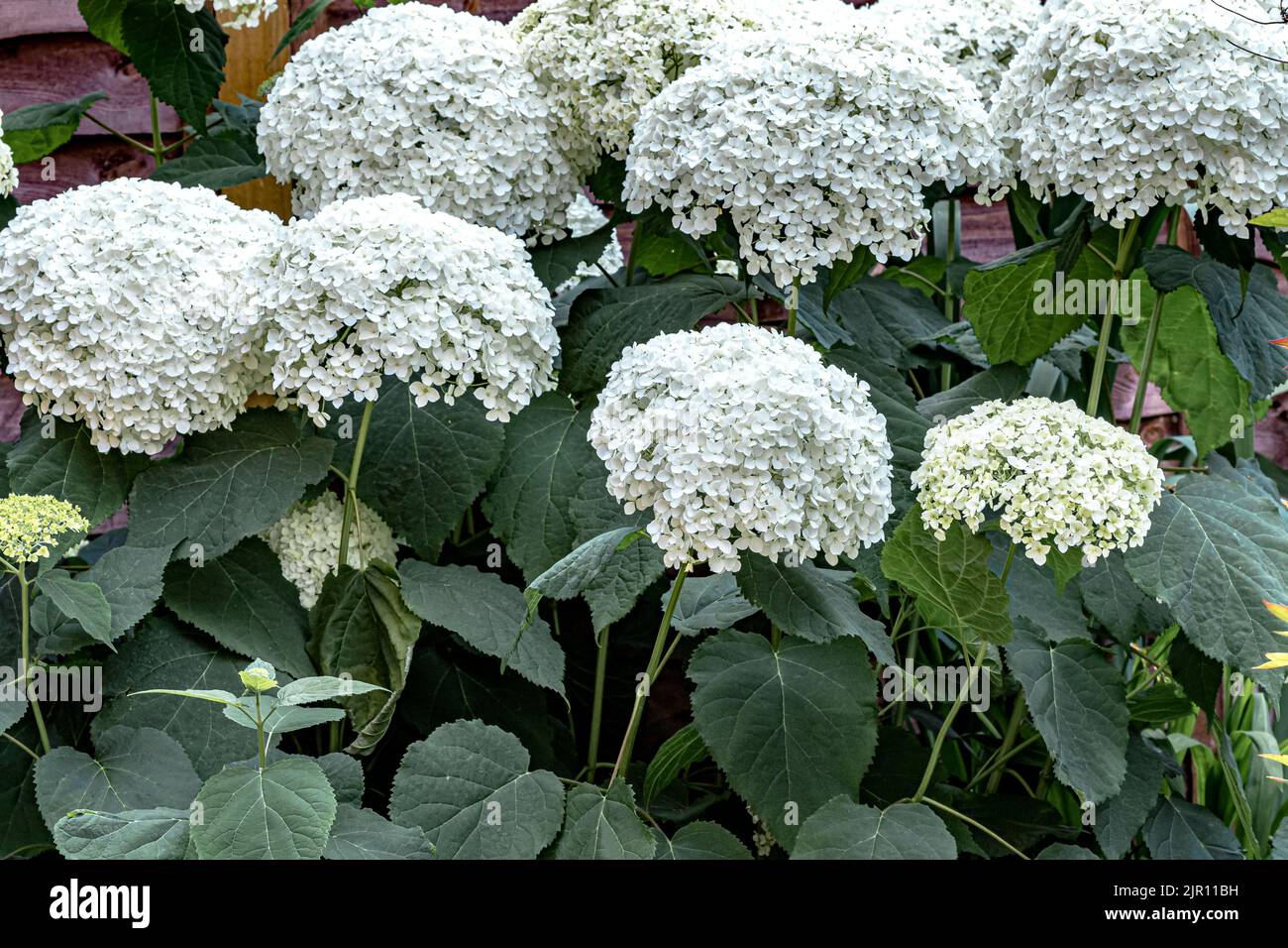 Hortensia arborescens Annabelle, ein großer buschiger ...