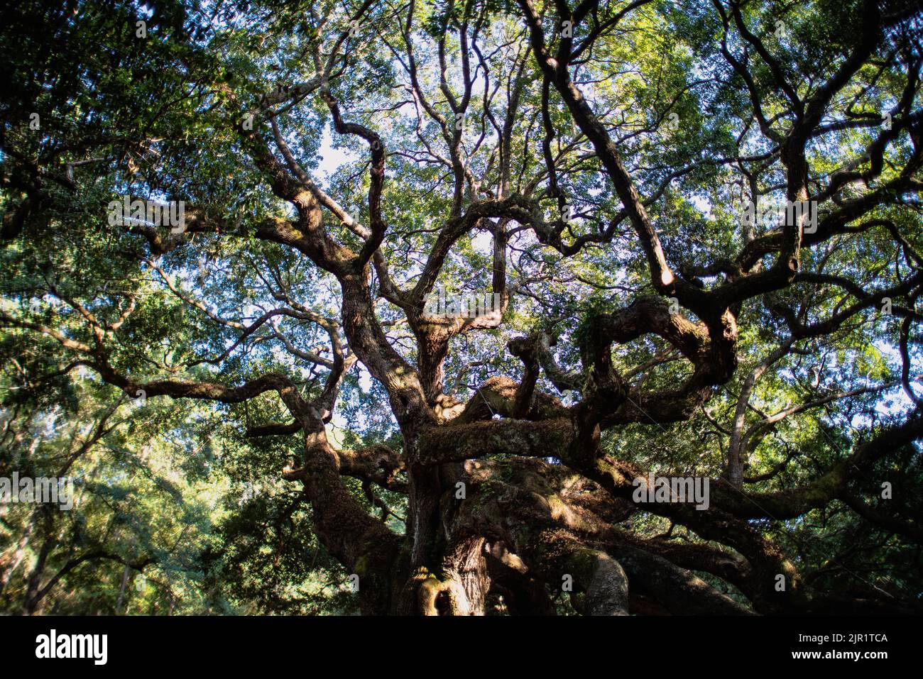 Charleston wahrzeichen -Fotos und -Bildmaterial in hoher Auflösung – Alamy