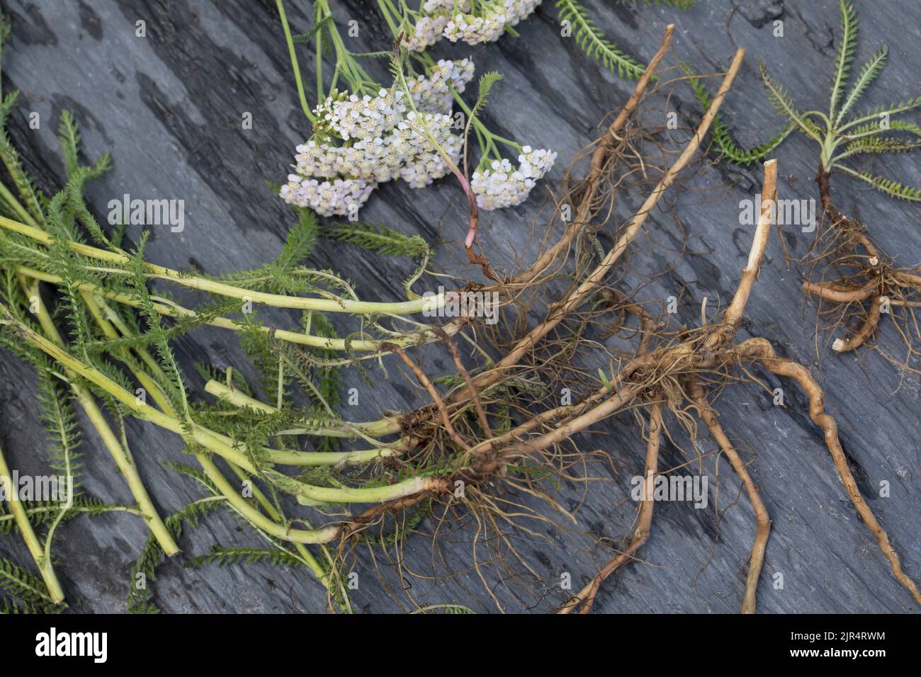 Gemeine Schafgarbe, Milfoil (Achillea millefolium), Wurzeln ... Gemeine Schafgarbe, Milfoil (Achillea millefolium), Wurzeln ...