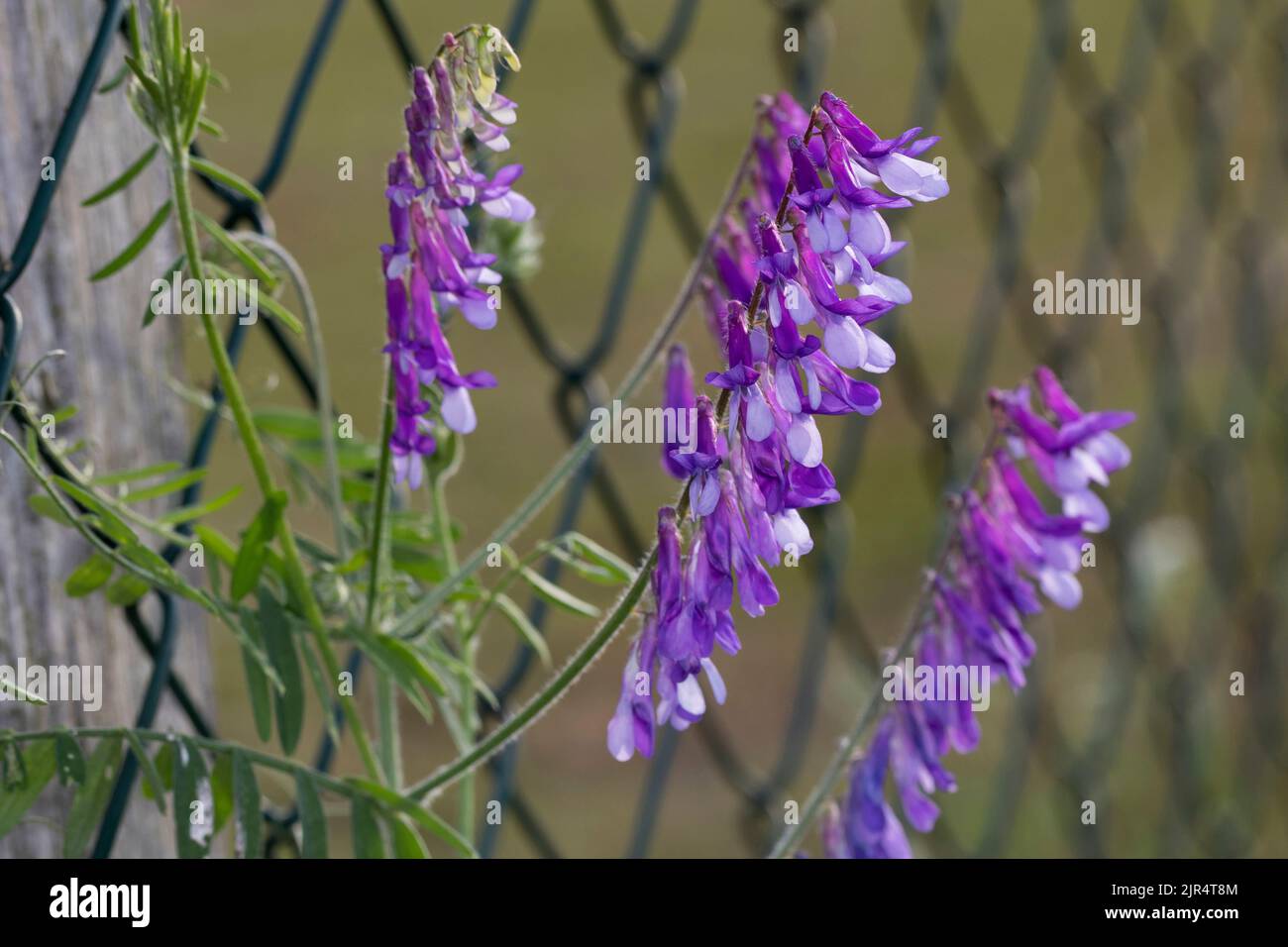 Zottelige wicken -Fotos und -Bildmaterial in hoher Auflösung – Alamy