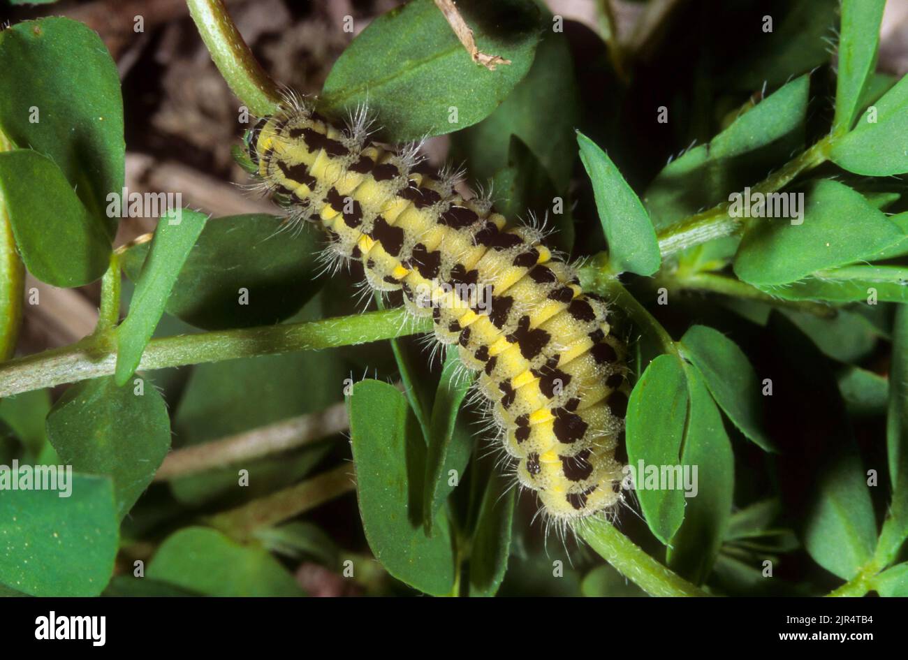Eine gelbe raupe -Fotos und -Bildmaterial in hoher Auflösung – Alamy
