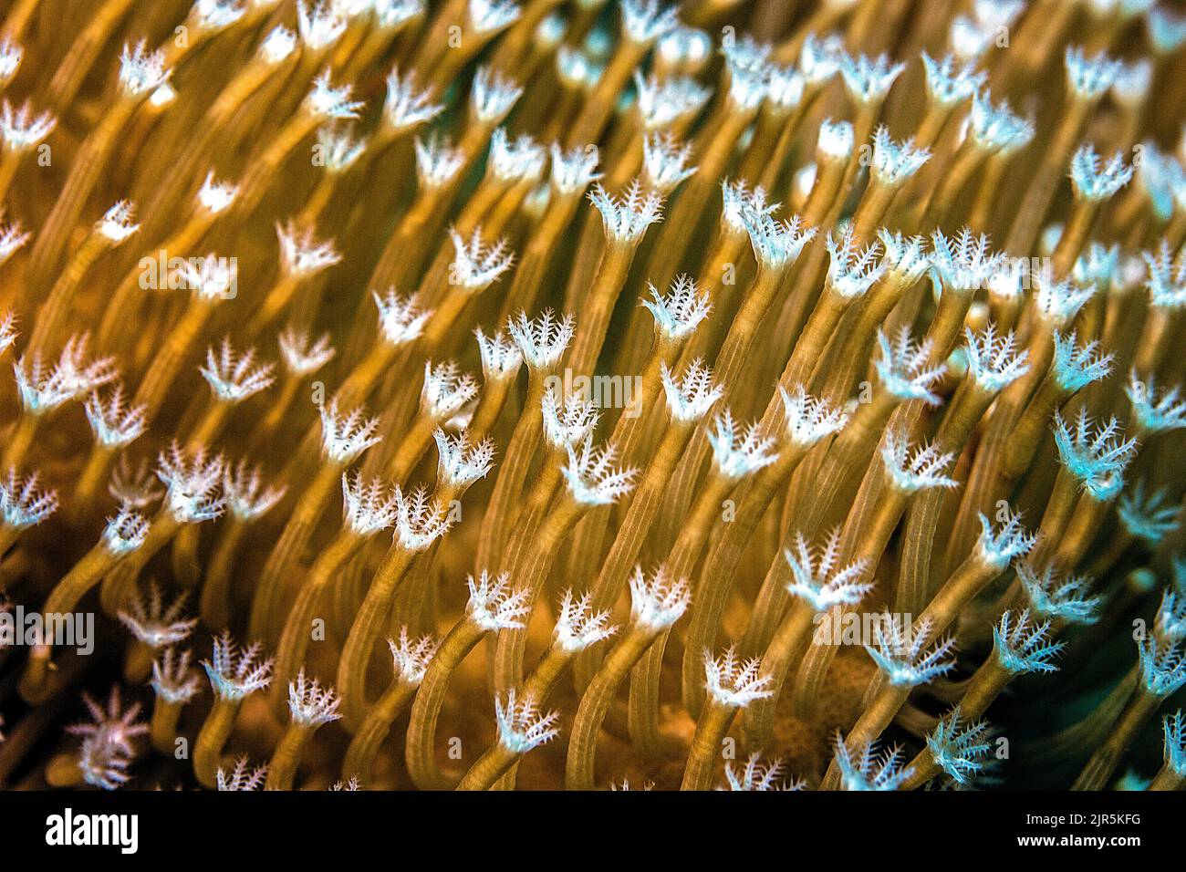 Korallenpolyp detail -Fotos und -Bildmaterial in hoher Auflösung – Alamy