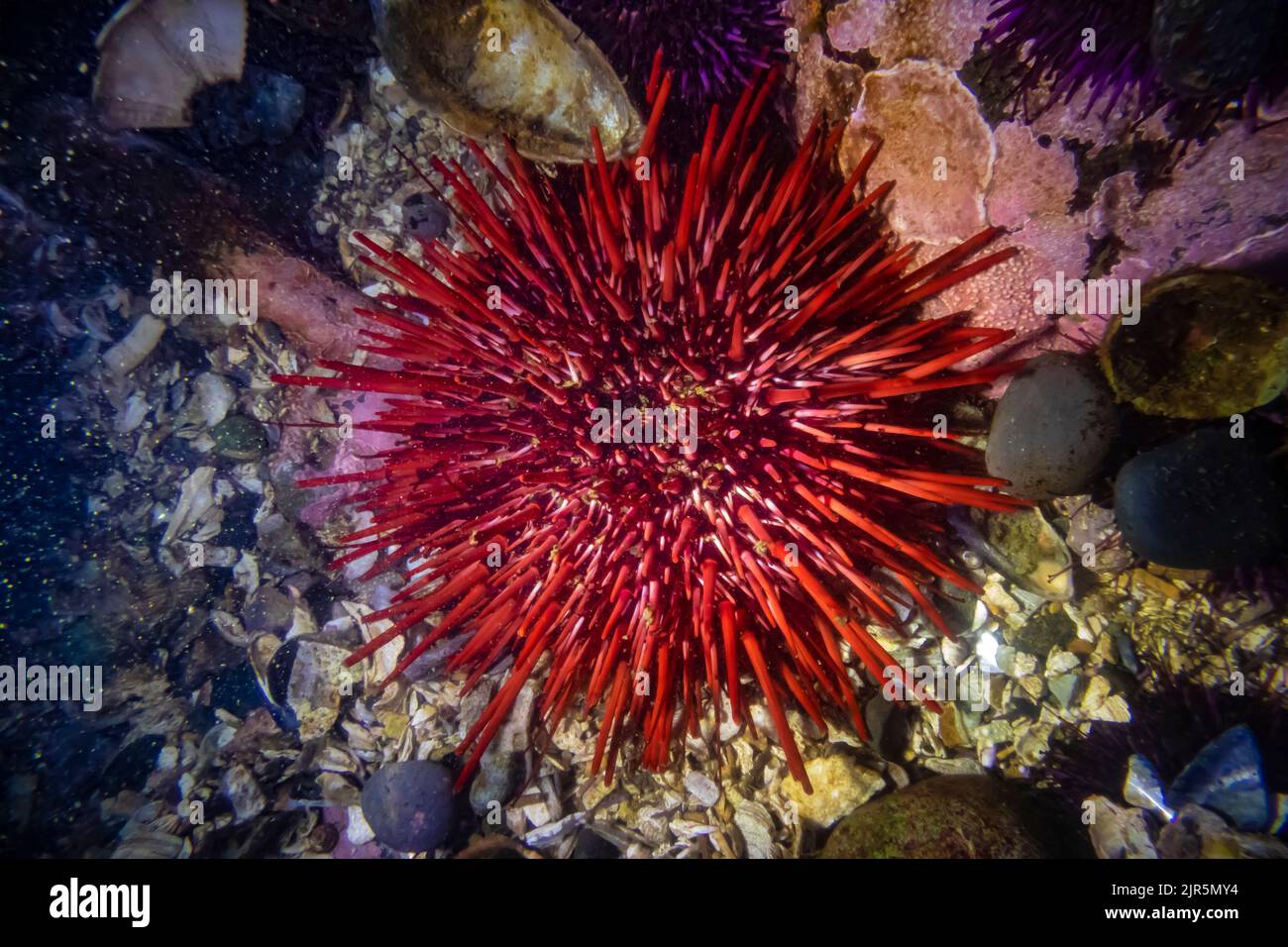 Seeigel am Roten Meer, Mesocentrotus franciscanus, am Zungenpunkt im ...