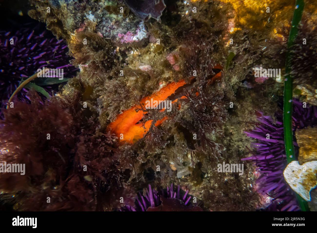 Giant Rock Scallop, Crassadoma gigantea, getarnt mit üppigem Wachstum ...
