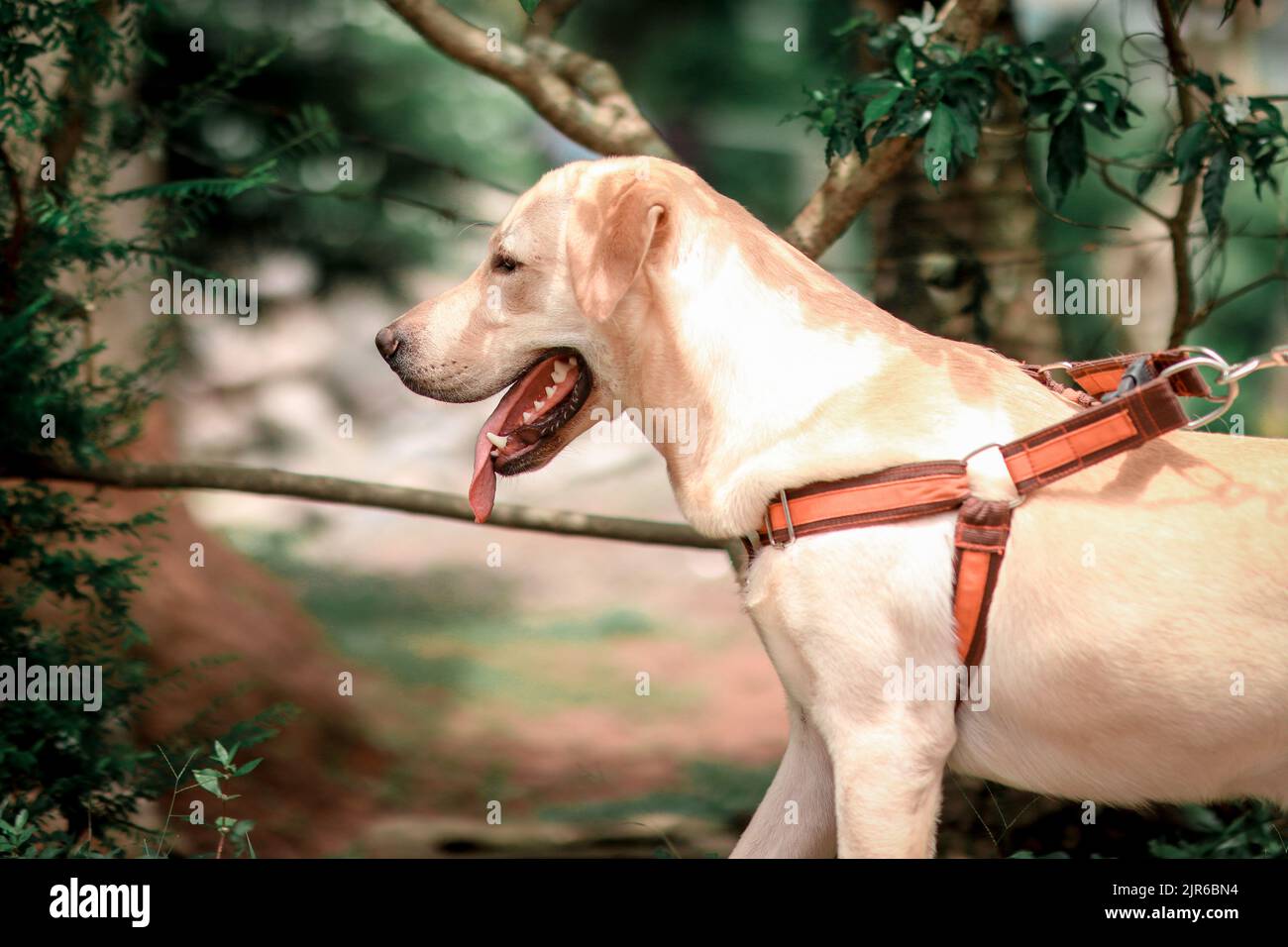 Die Hundefotografie ist eigentlich gar nicht so schwierig, wenn man ... Die Hundefotografie ist eigentlich gar nicht so schwierig, wenn man ...