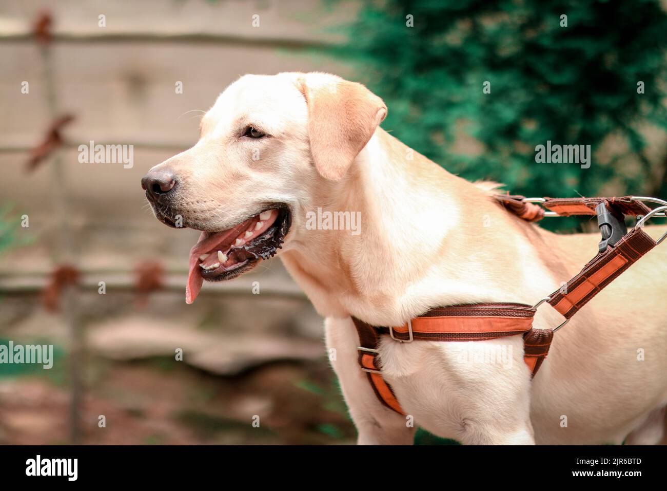Die Hundefotografie ist eigentlich gar nicht so schwierig, wenn man ... Die Hundefotografie ist eigentlich gar nicht so schwierig, wenn man ...