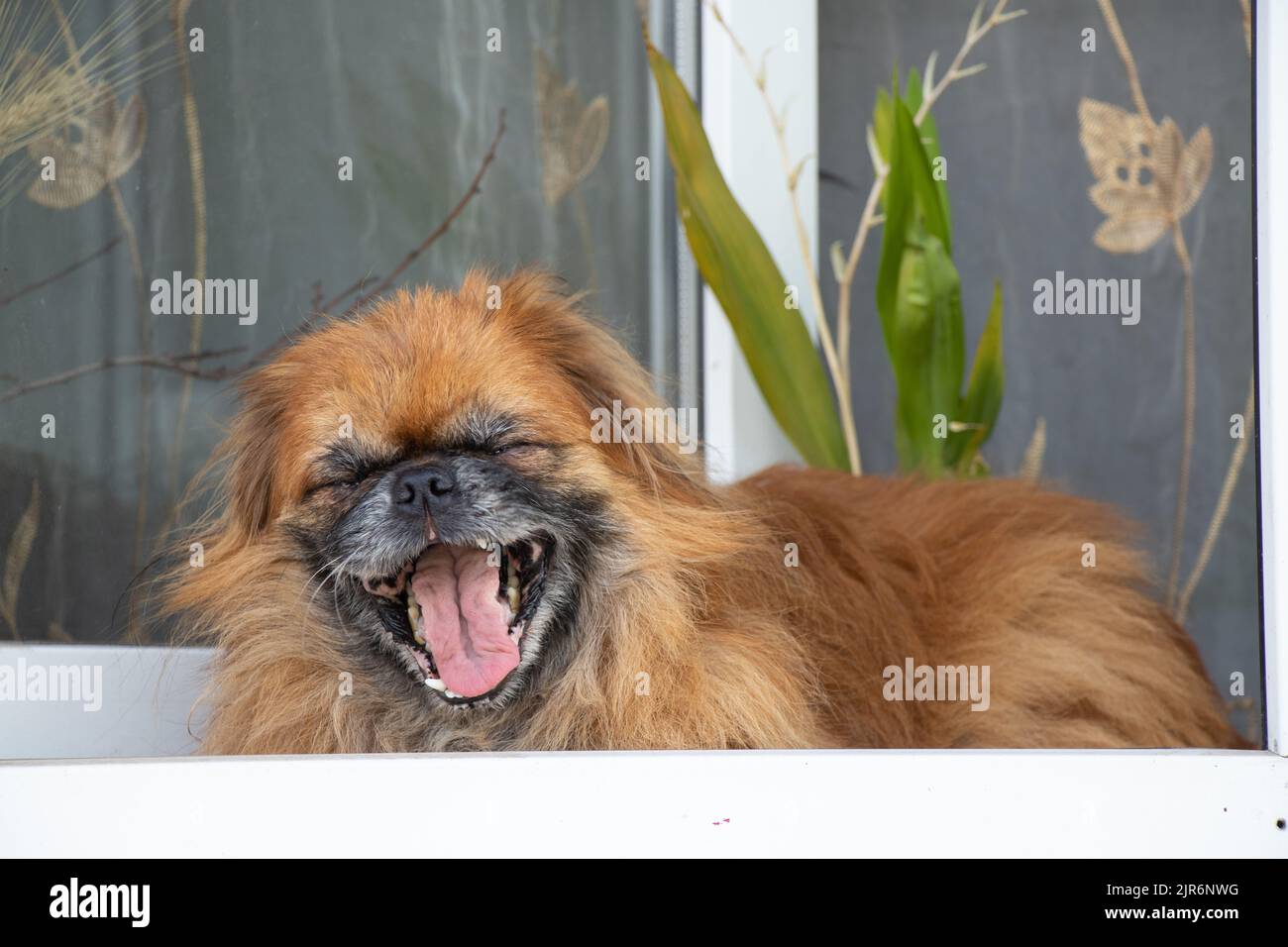 Pekingese sitzt am Fenster und blickt auf den Besitzer auf der Straße ...