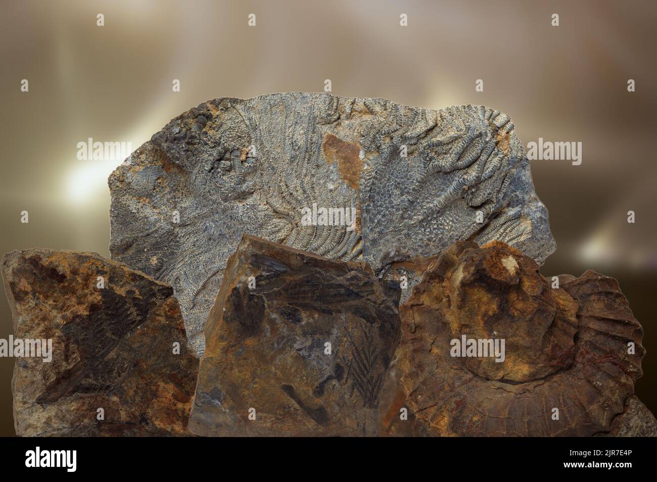 Prehistoric era -Fotos und -Bildmaterial in hoher Auflösung – Alamy