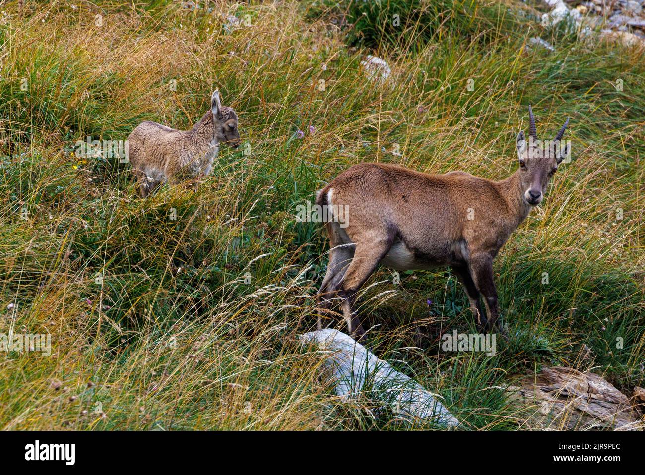 steinbock mit Rehkitz bei der Lämmerenhütte SAC im Wallis ...