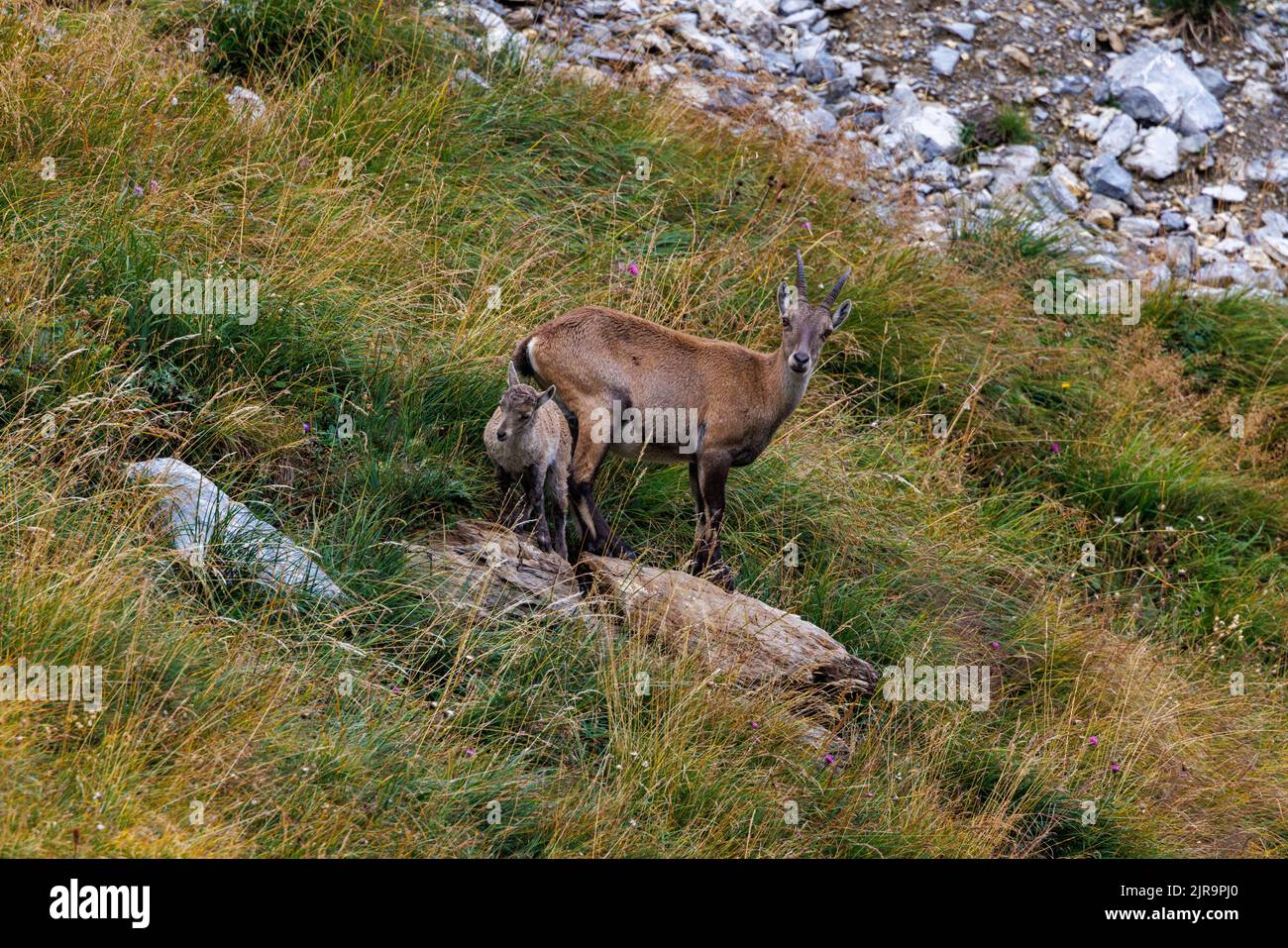 steinbock mit Rehkitz bei der Lämmerenhütte SAC im Wallis ...