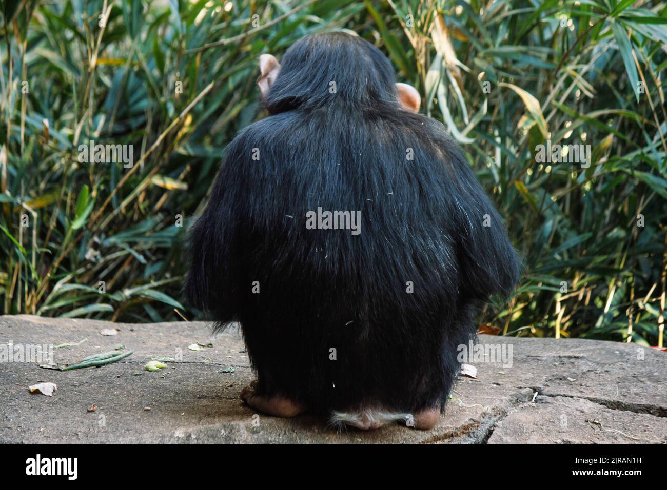 Wilde tiere und affen mit der natur -Fotos und -Bildmaterial in hoher ...