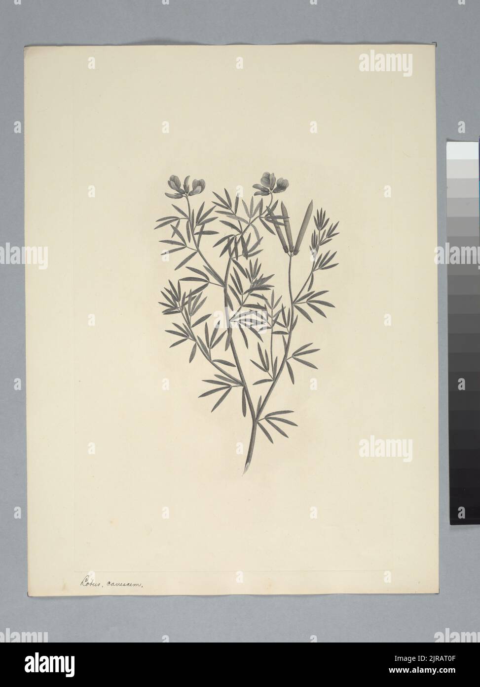 Lotus australis -Fotos und -Bildmaterial in hoher Auflösung – Alamy