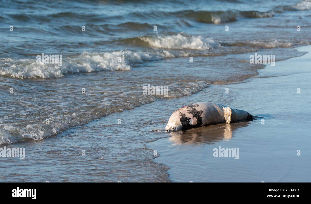 Robbe am Strand. Ein totes Tier, das von den Wellen an den Strand ...