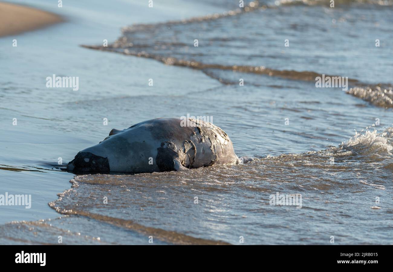 Robbe am Strand. Ein totes Tier, das von den Wellen an den Strand ...