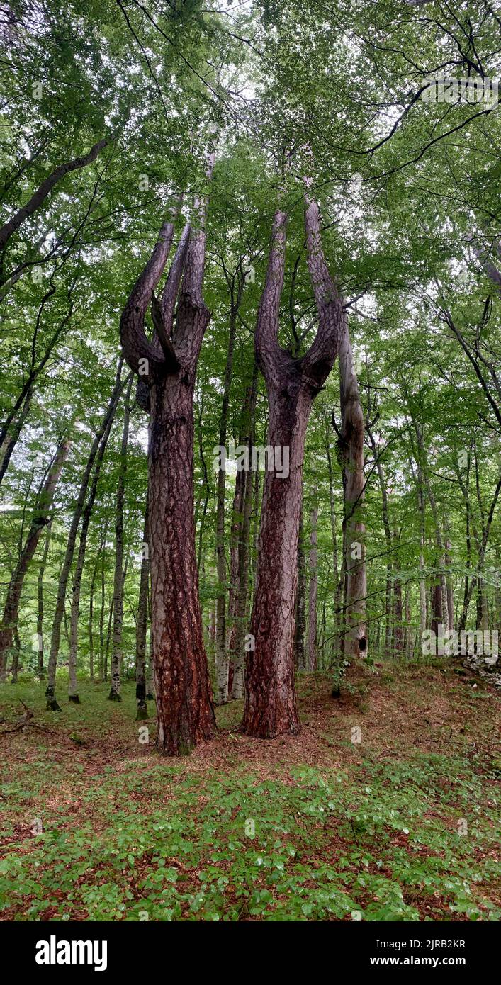 Waldreservat Crna poda. Alte Pinus nigra Bäume im Tara River Canyon ...