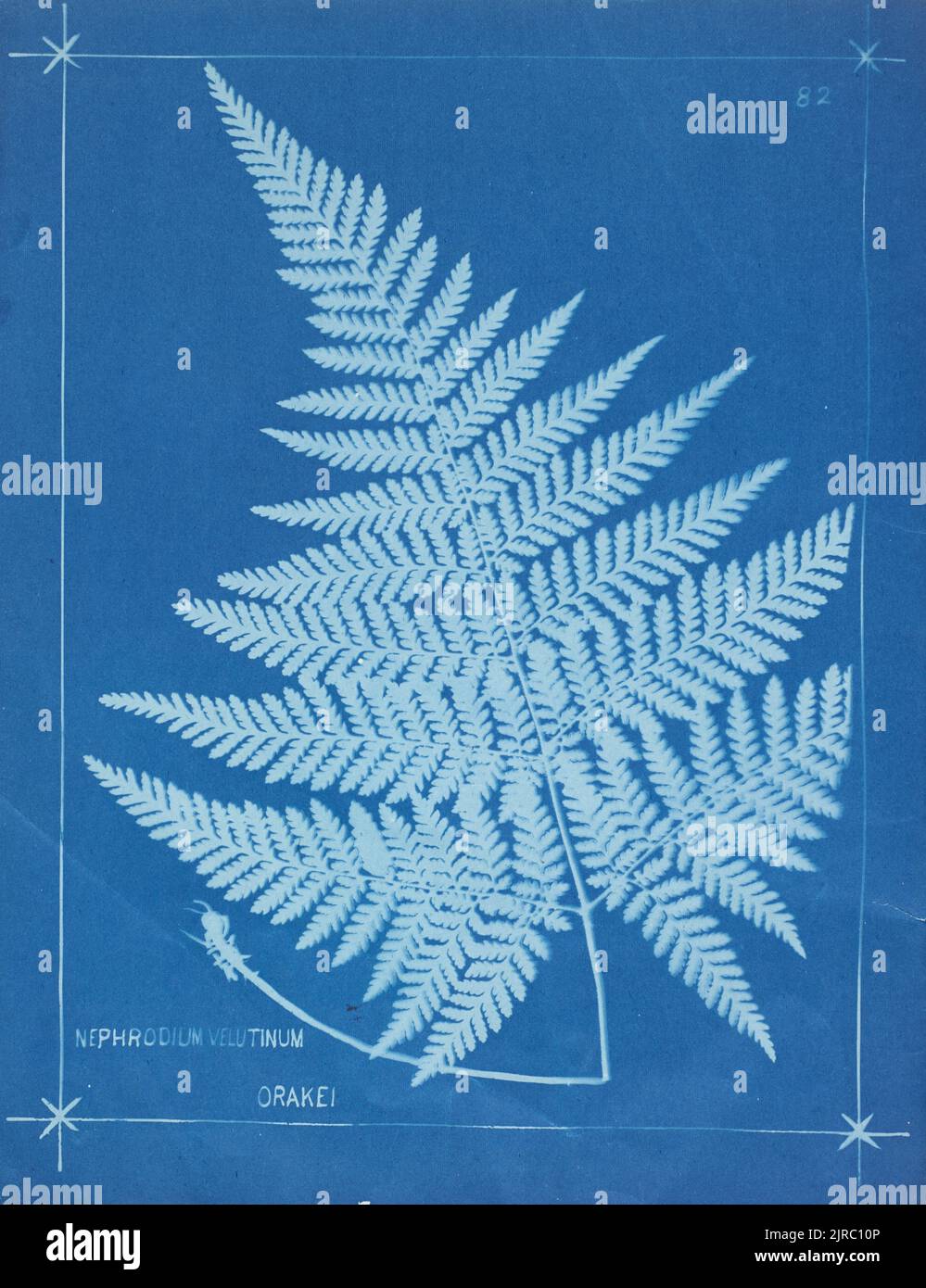 Nephrodium velutinum -Fotos und -Bildmaterial in hoher Auflösung – Alamy