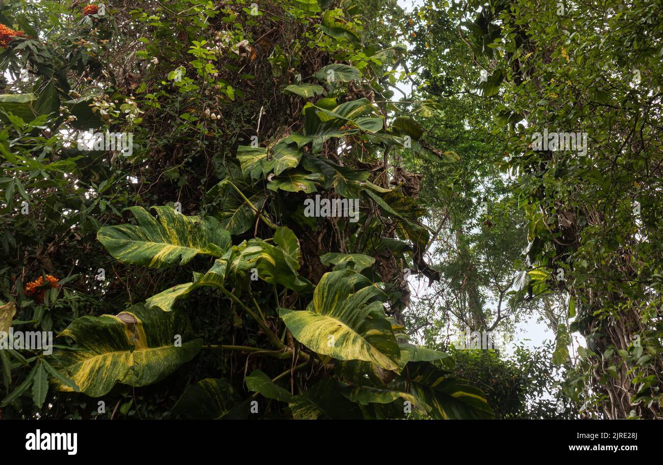 Ein Regenwald in Sri Lanka Tropenwald und Wildnis Stockfotografie - Alamy