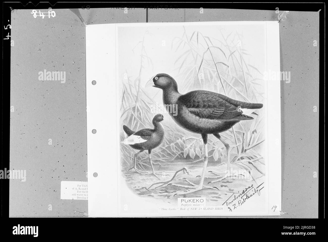 Pukeko porphyria melanotus pukeko porphyria melanotus -Fotos und ...