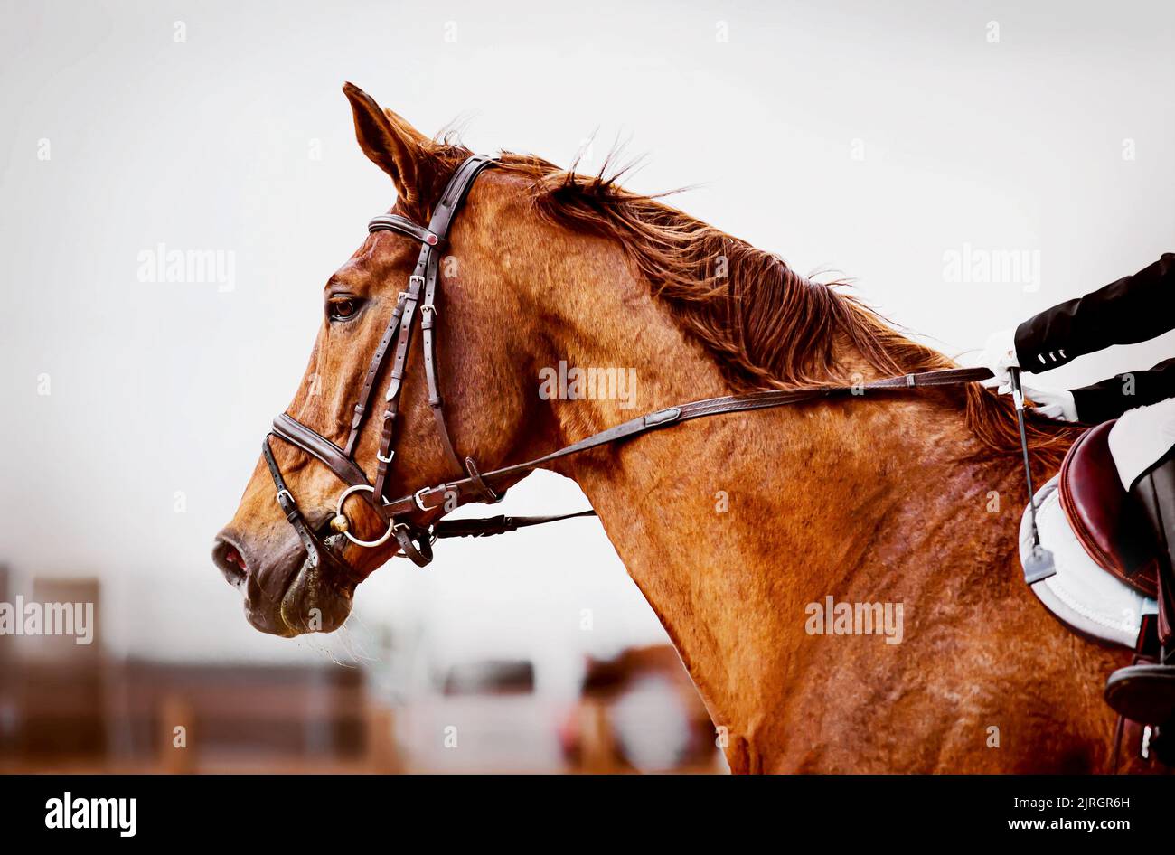 Porträt eines Sauerampfpferdes mit einem Reiter im Sattel, der schnell gegen einen bewölkten ...