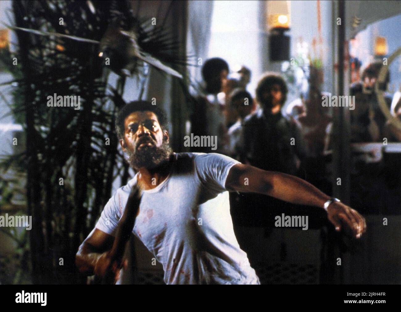 Piranha teil zwei das laichen -Fotos und -Bildmaterial in hoher ...