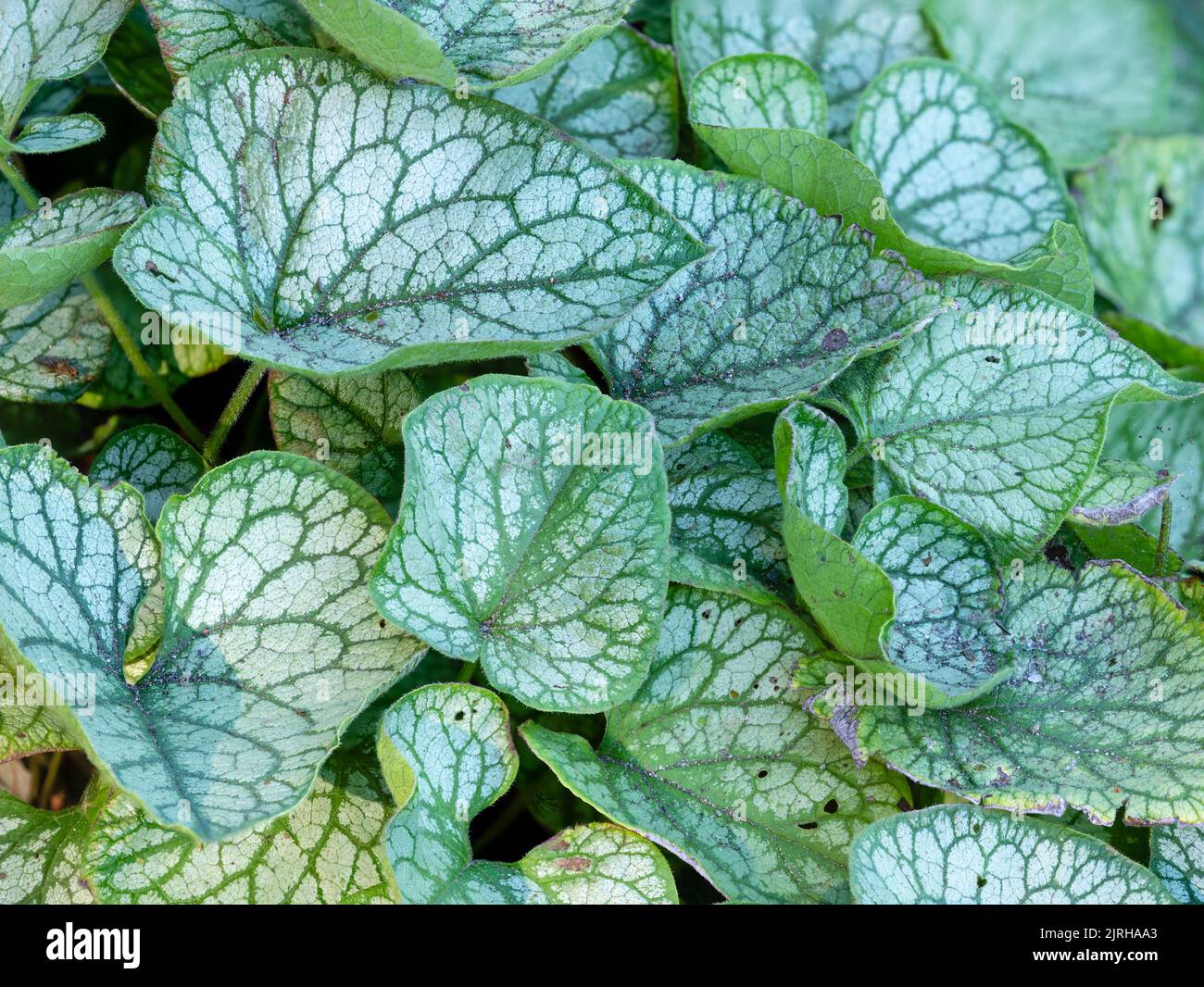 Brunnera macrophylla mr morse -Fotos und -Bildmaterial in hoher ...