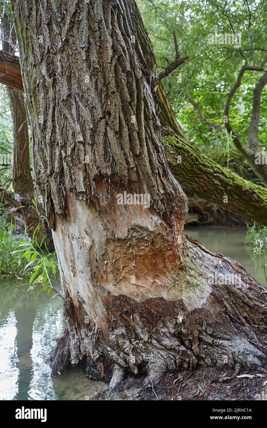 Mark chew -Fotos und -Bildmaterial in hoher Auflösung – Alamy