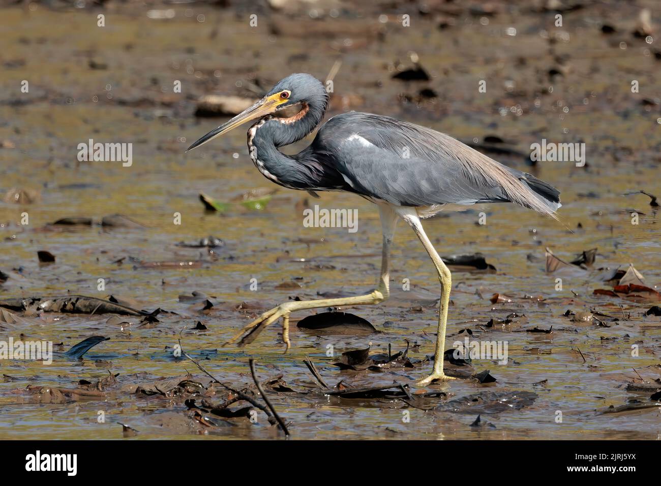 Tricolored Reiher (Egretta tricolor) Wandern im Schlamm des Tortuguero ...