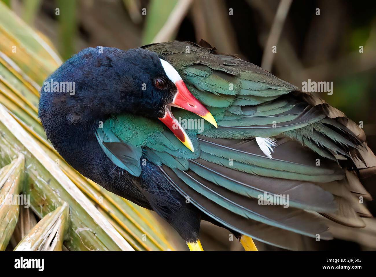 Tortuguero lila vogel -Fotos und -Bildmaterial in hoher Auflösung – Alamy