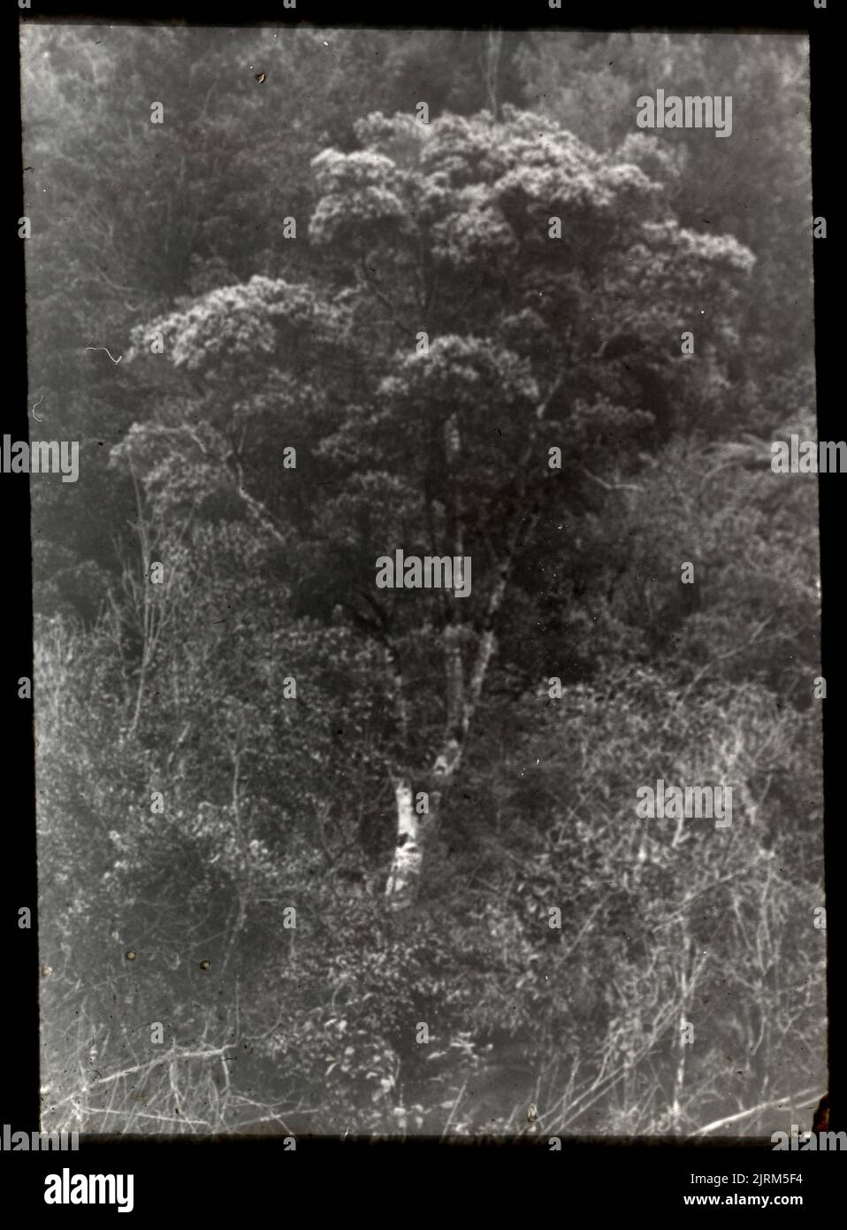 Tal von makahika -Fotos und -Bildmaterial in hoher Auflösung – Alamy